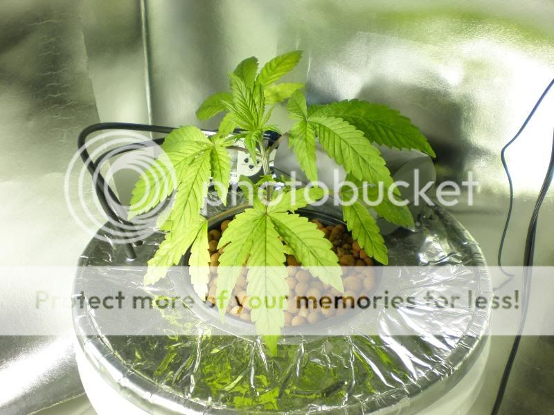 Mech's 2nd Grow- Watch this idiot try to go hydro. . . 400w MH/HPS 2'x5 ...