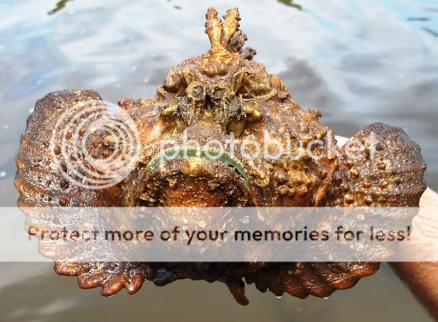 Lucky Photographer Captures Epic Battle Between Sea Snake And Stonefish ...